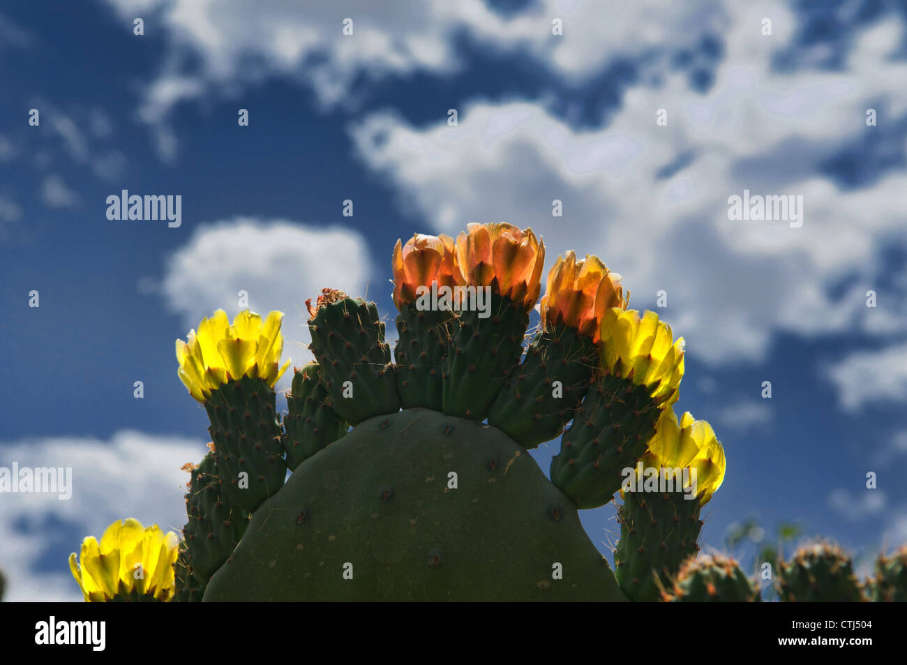 prickly pear or Barbary fig (opuntia ficus) growing at an oasis in the ...