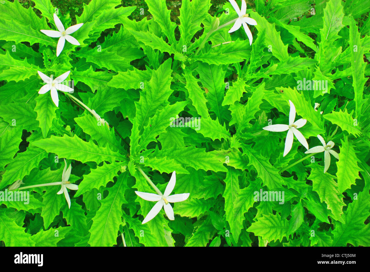 Closeup of fresh plant leaves from above Stock Photo - Alamy