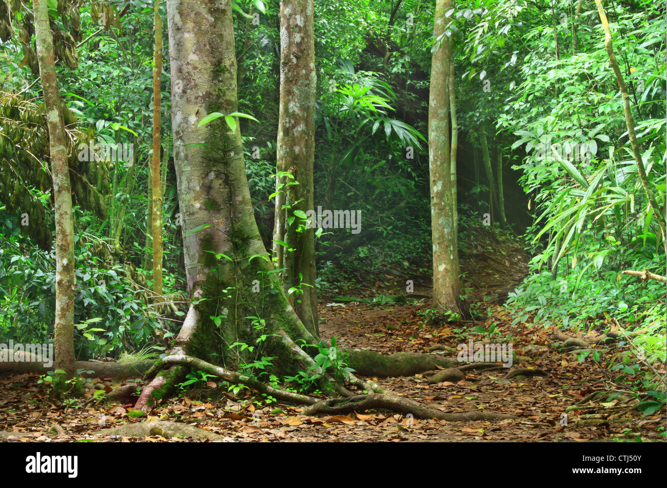 Tikal guatemala forest hi-res stock photography and images - Alamy
