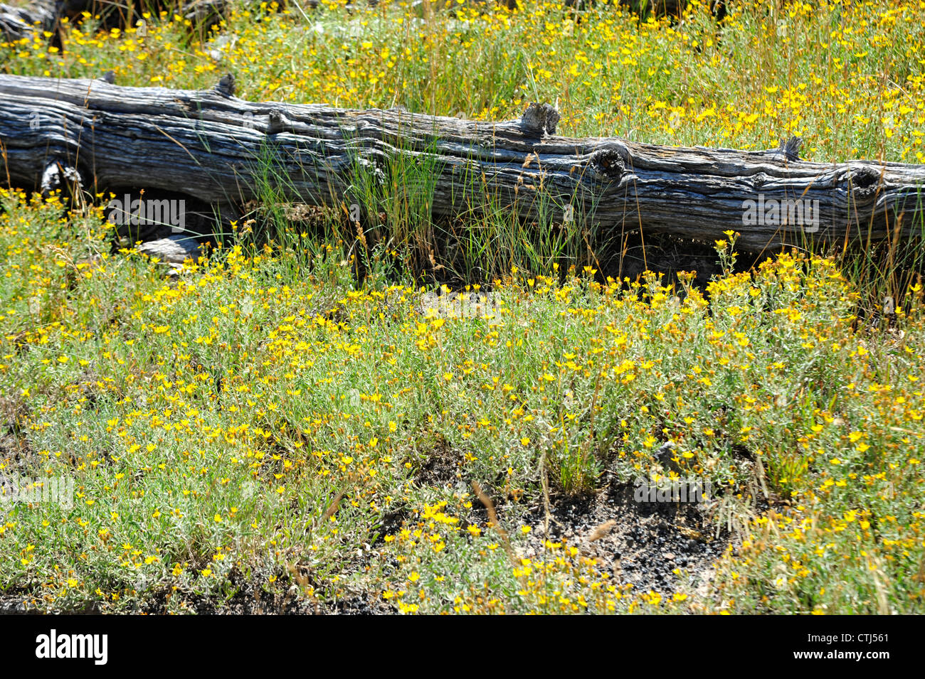 Yellow Flowers Yellowstone National Park Wyoming, WY Stock Photo - Alamy