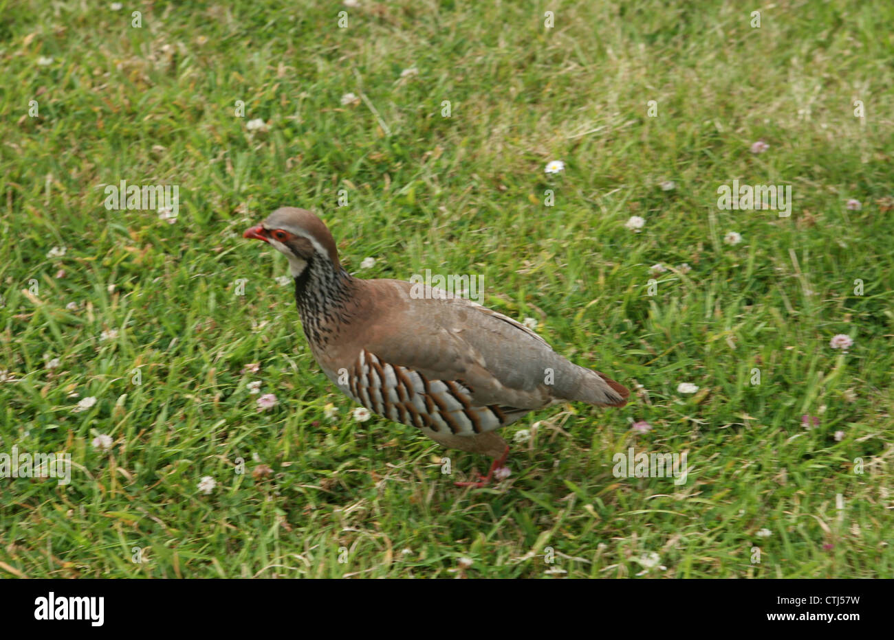 Red legged partridge Stock Photo - Alamy