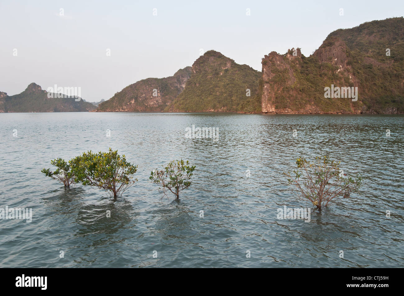 Mangrove Bush in Water Stock Photo - Alamy