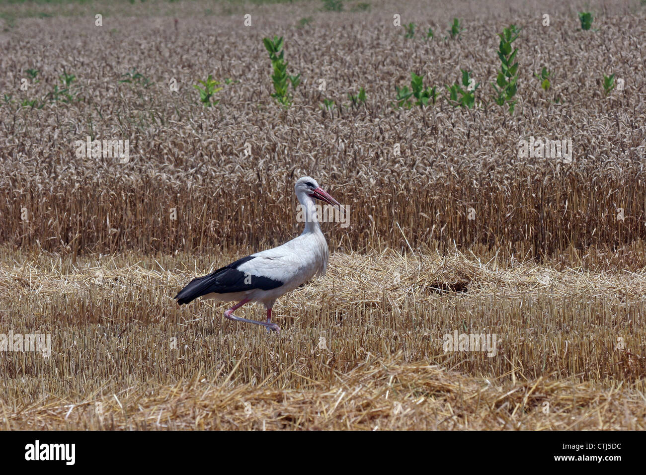 Stork in wheat field Stock Photo - Alamy