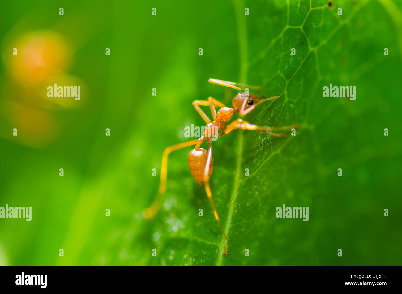 Red ant in green nature or in the garden Stock Photo - Alamy