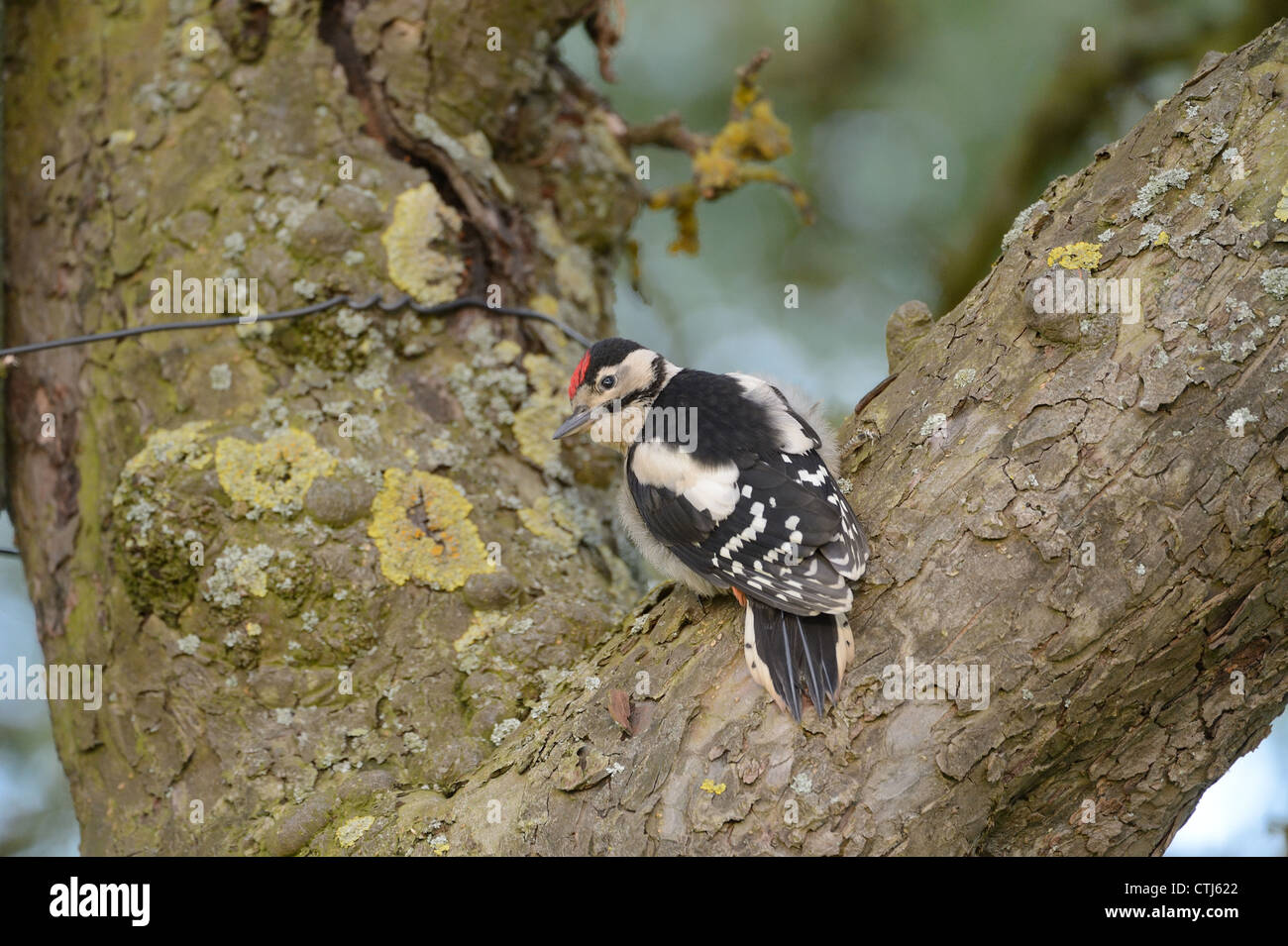 Great spotted woodpecker (Dendrocopos major - Dendrocopus major ...