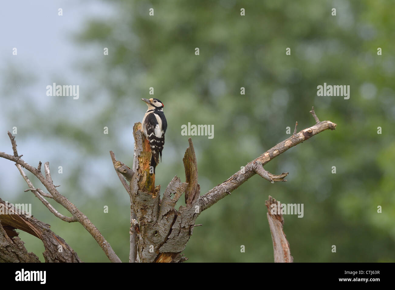 Great spotted woodpecker (Dendrocopos major - Dendrocopus major ...