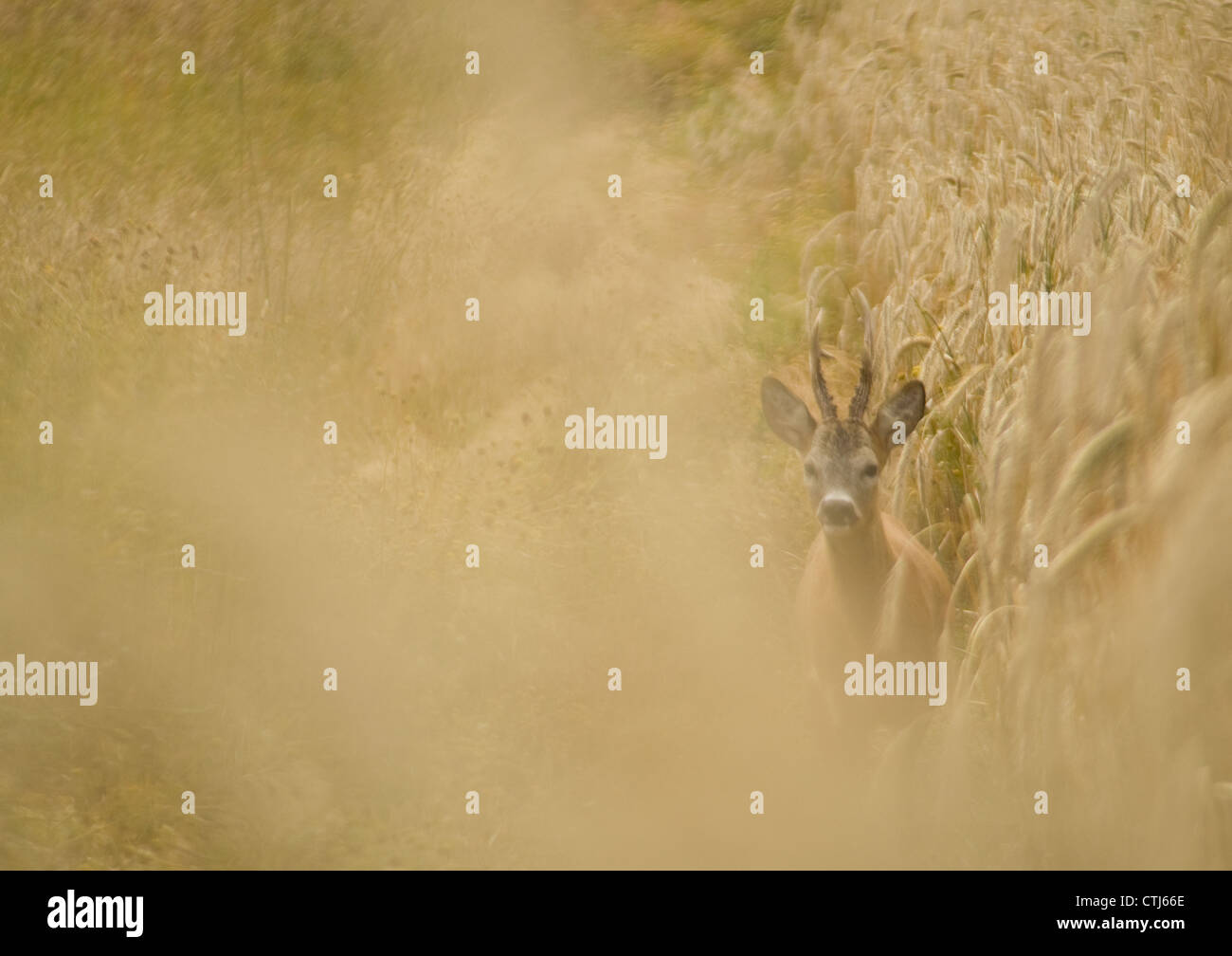 Roe corn hi-res stock photography and images - Alamy