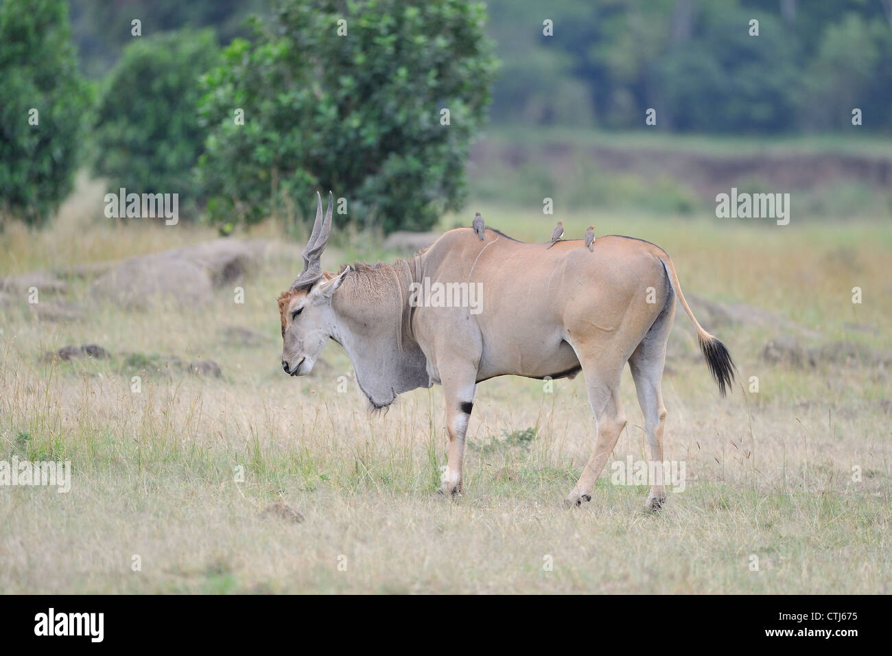 Common eland - Southern eland - Eland antelope (Taurotragus oryx ...
