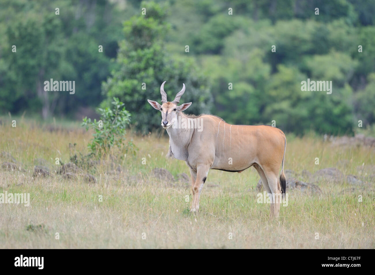 Common eland - Southern eland - Eland antelope (Taurotragus oryx ...