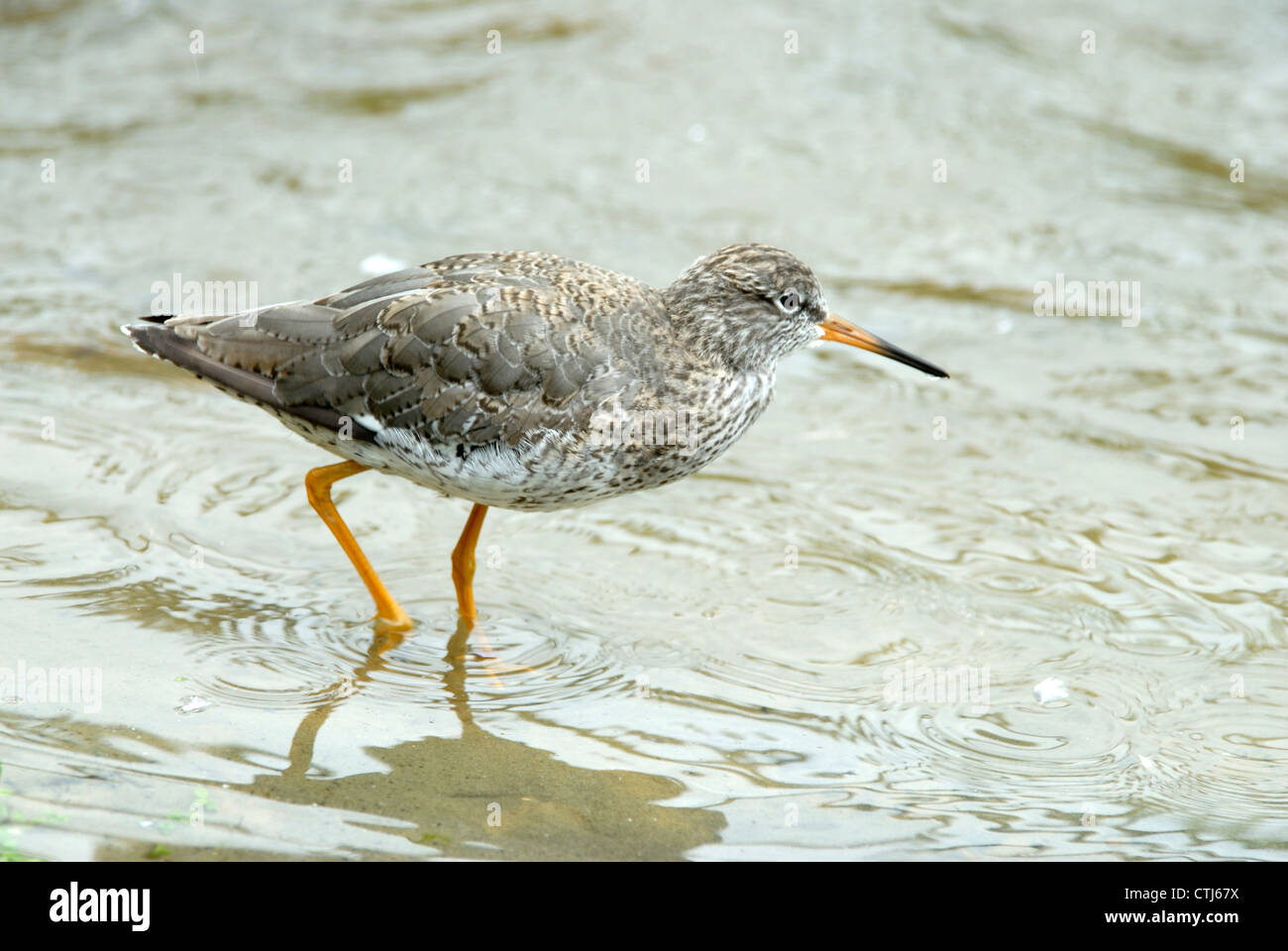 A redshank wading in water UK Stock Photo - Alamy