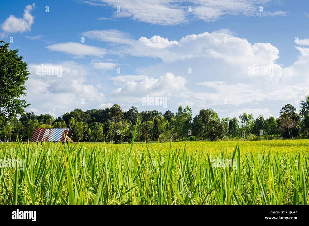 Rice field and blue sky in farmland food of Asia Stock Photo - Alamy