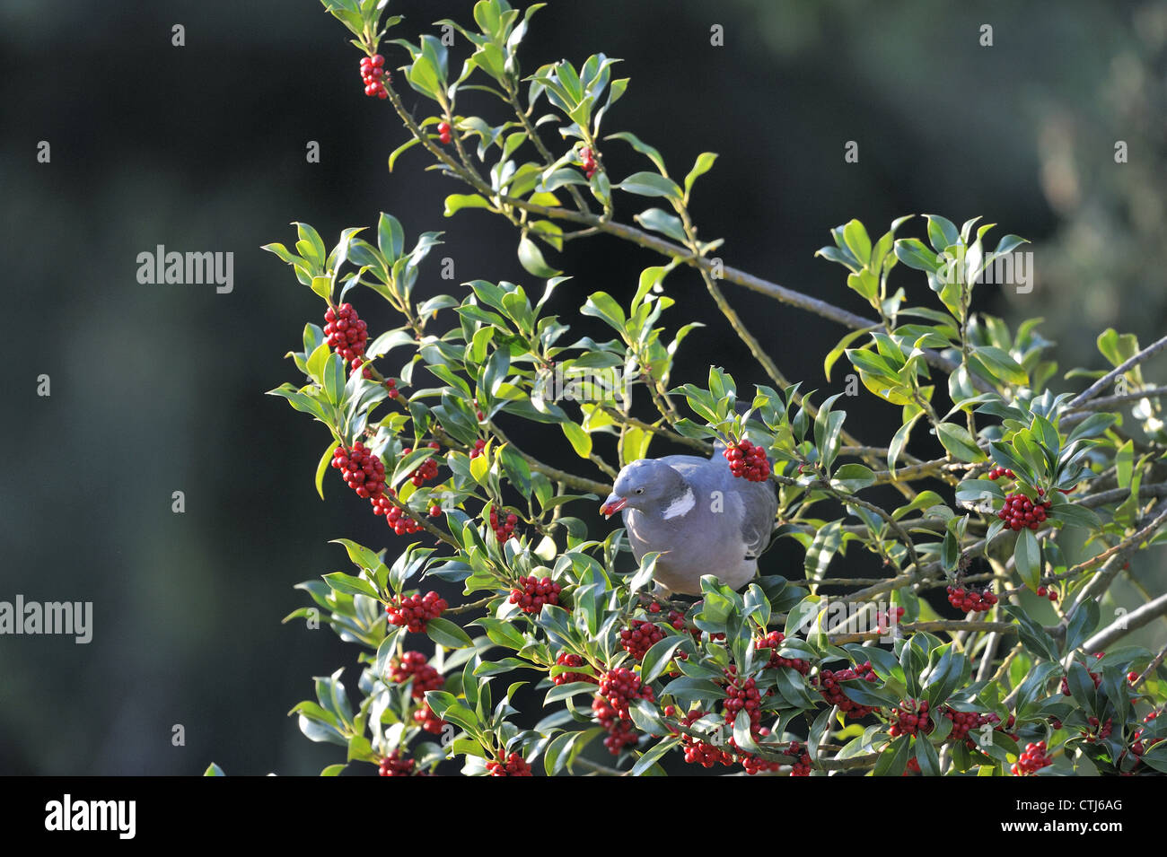 Pigeon on fruit berry tree hi-res stock photography and images - Alamy