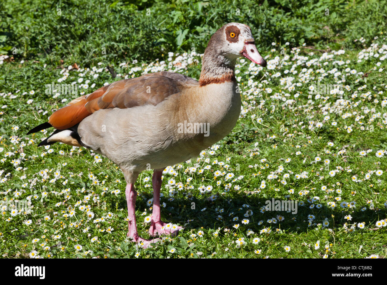 Birds st jamess park hi-res stock photography and images - Alamy