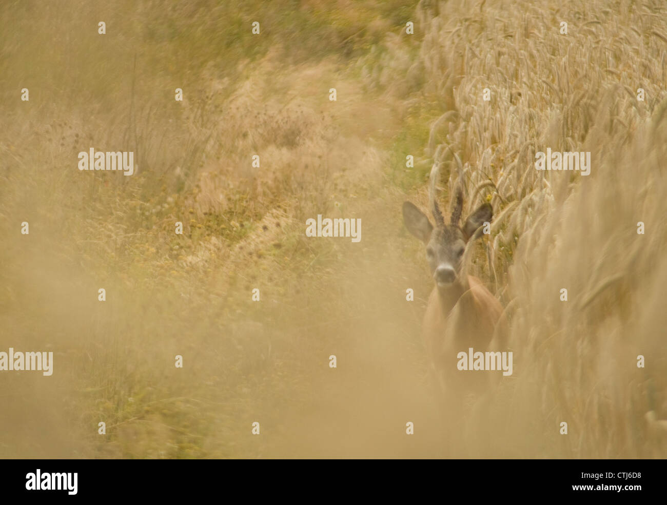 Roe deer european hi-res stock photography and images - Alamy