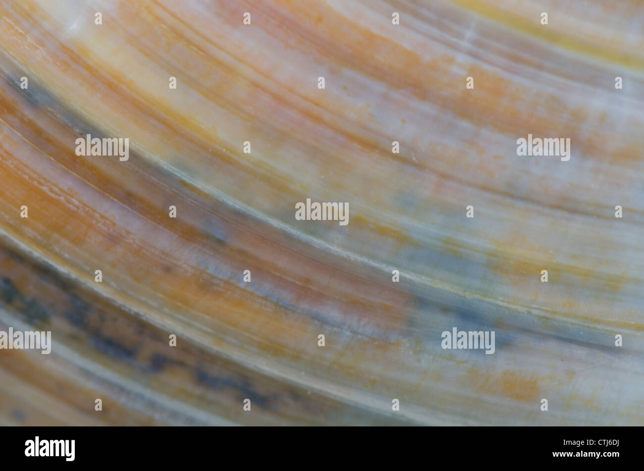 Shell surface detail Stock Photo - Alamy