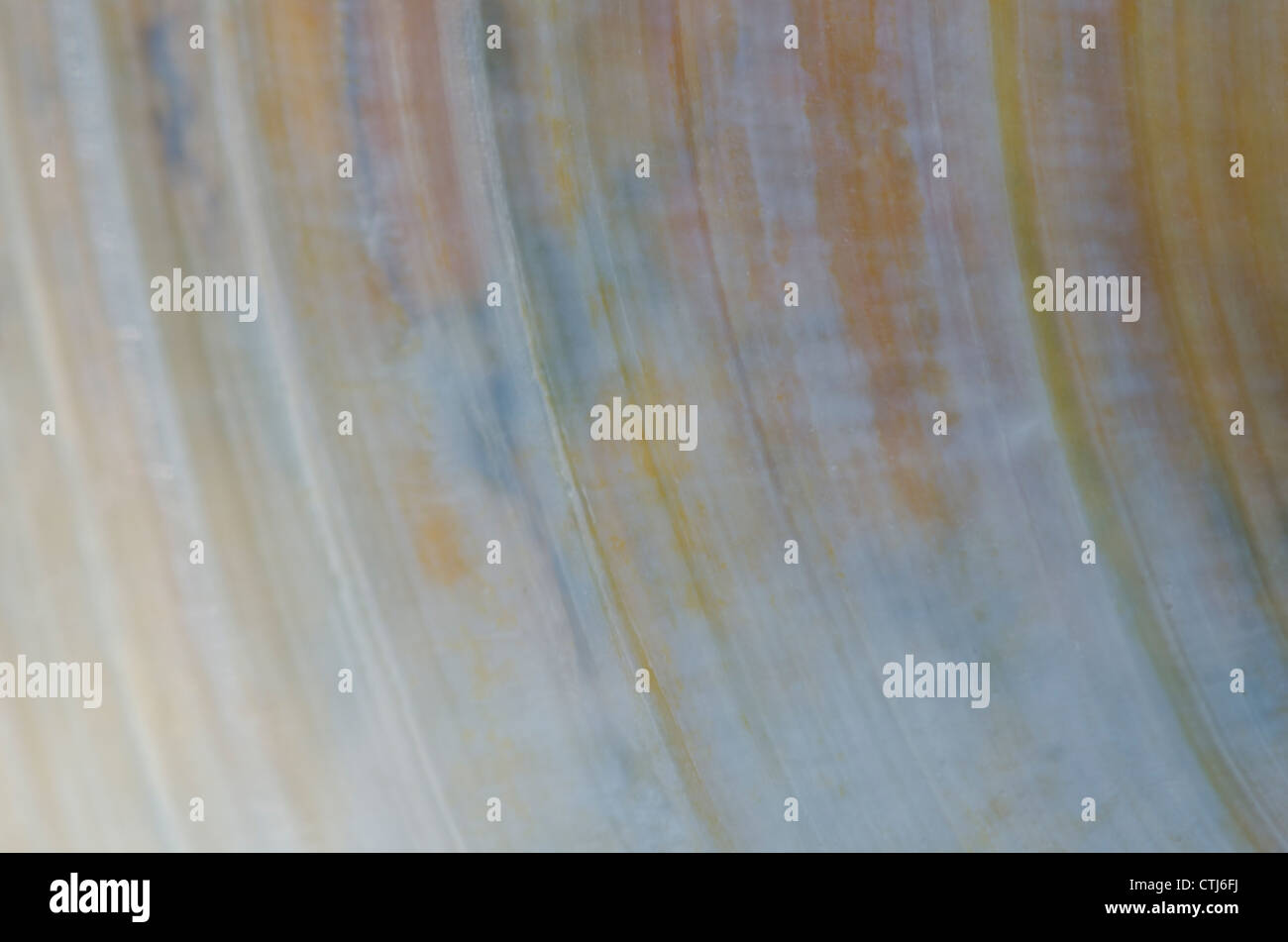 Shell detailed hi-res stock photography and images - Alamy