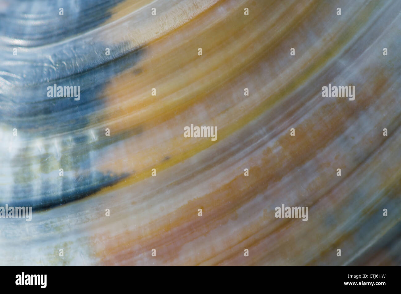 Shell surface detail Stock Photo - Alamy