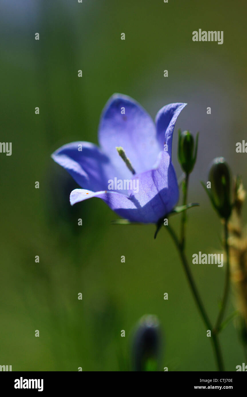 A harebell in flower UK Stock Photo - Alamy
