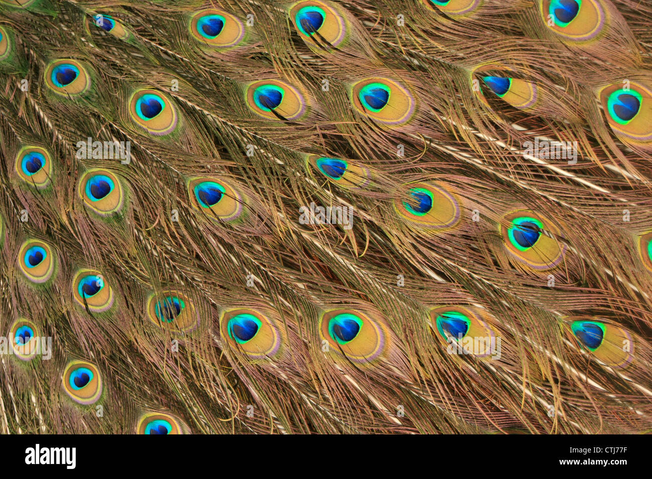 Peacock feather pattern background Stock Photo - Alamy