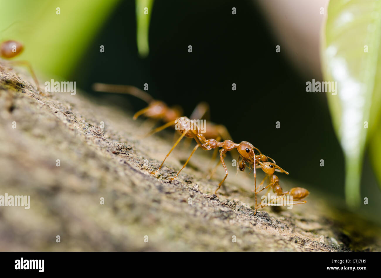 Red ant in green nature or in the garden Stock Photo - Alamy