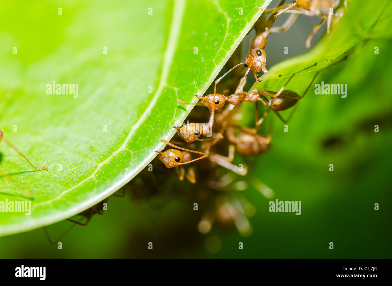 red ant teamwork in green nature or in the garden Stock Photo - Alamy