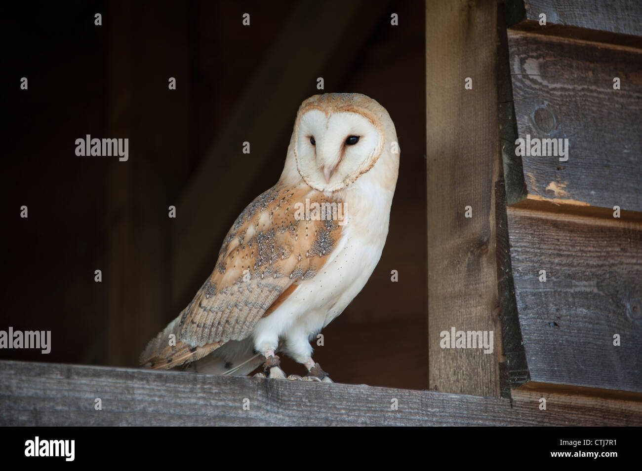 Barn Owl portrait Stock Photo - Alamy