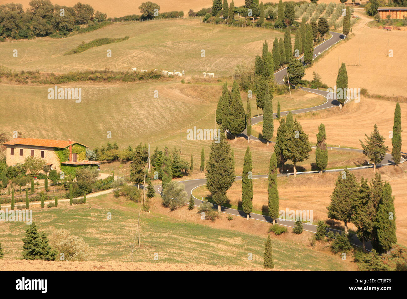 Tuscany, cypress trees hi-res stock photography and images - Alamy