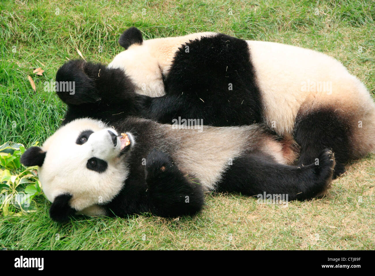 Giant panda bears rolling together (Ailuropoda Melanoleuca), China ...
