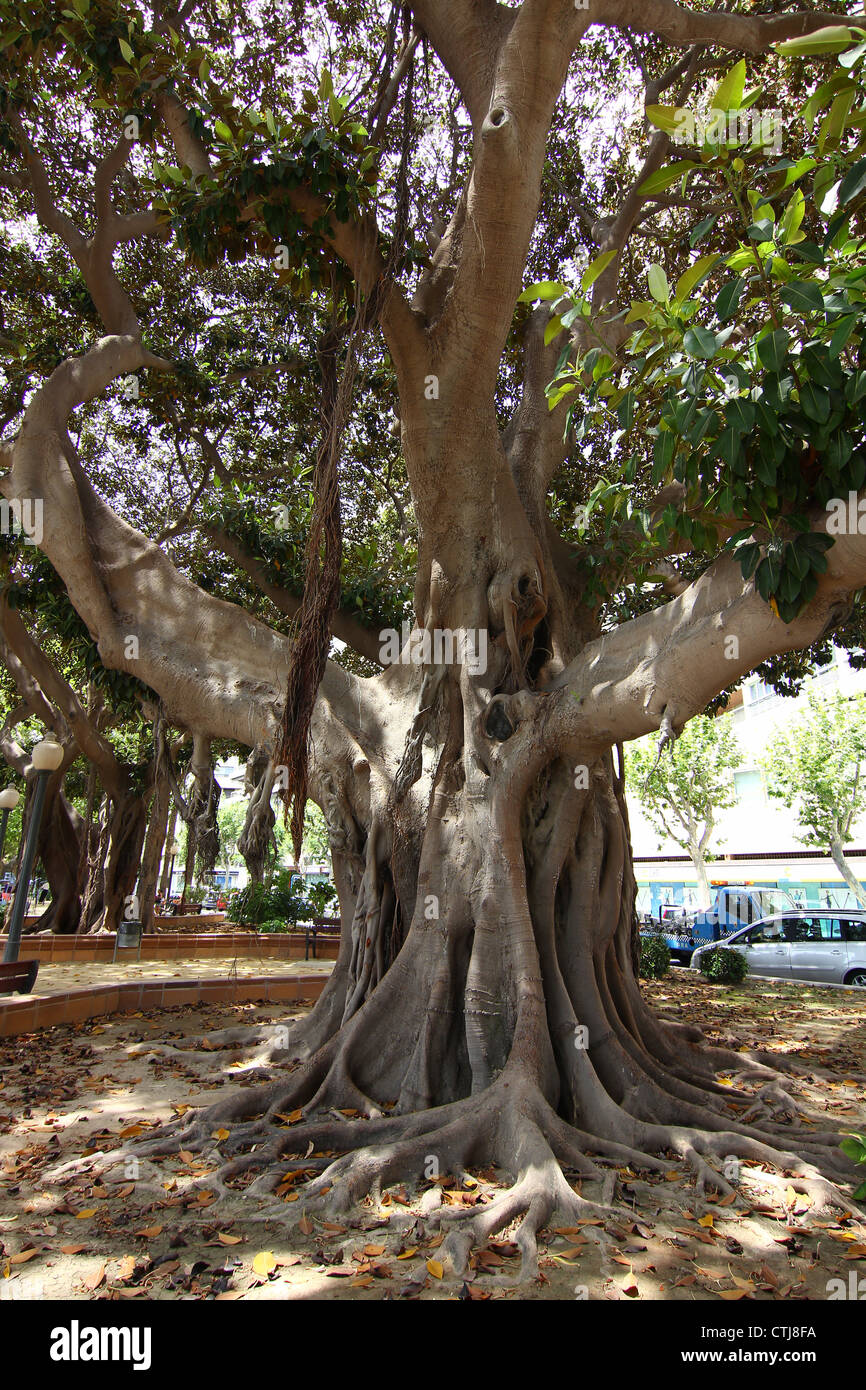 Ficus tree trunk hi-res stock photography and images - Alamy