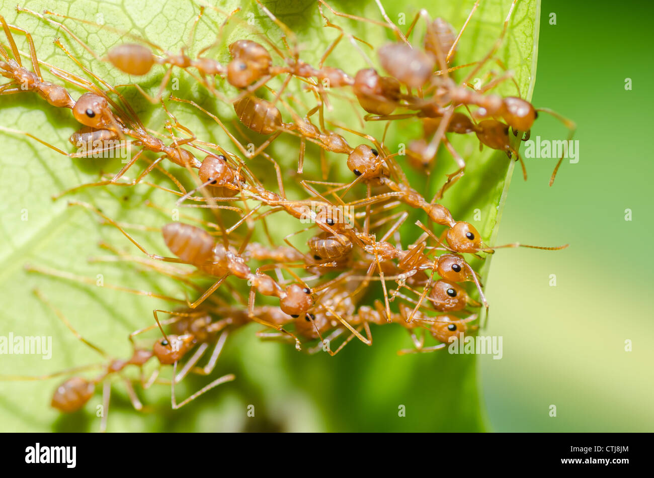 red ant teamwork in green nature or in the garden Stock Photo - Alamy