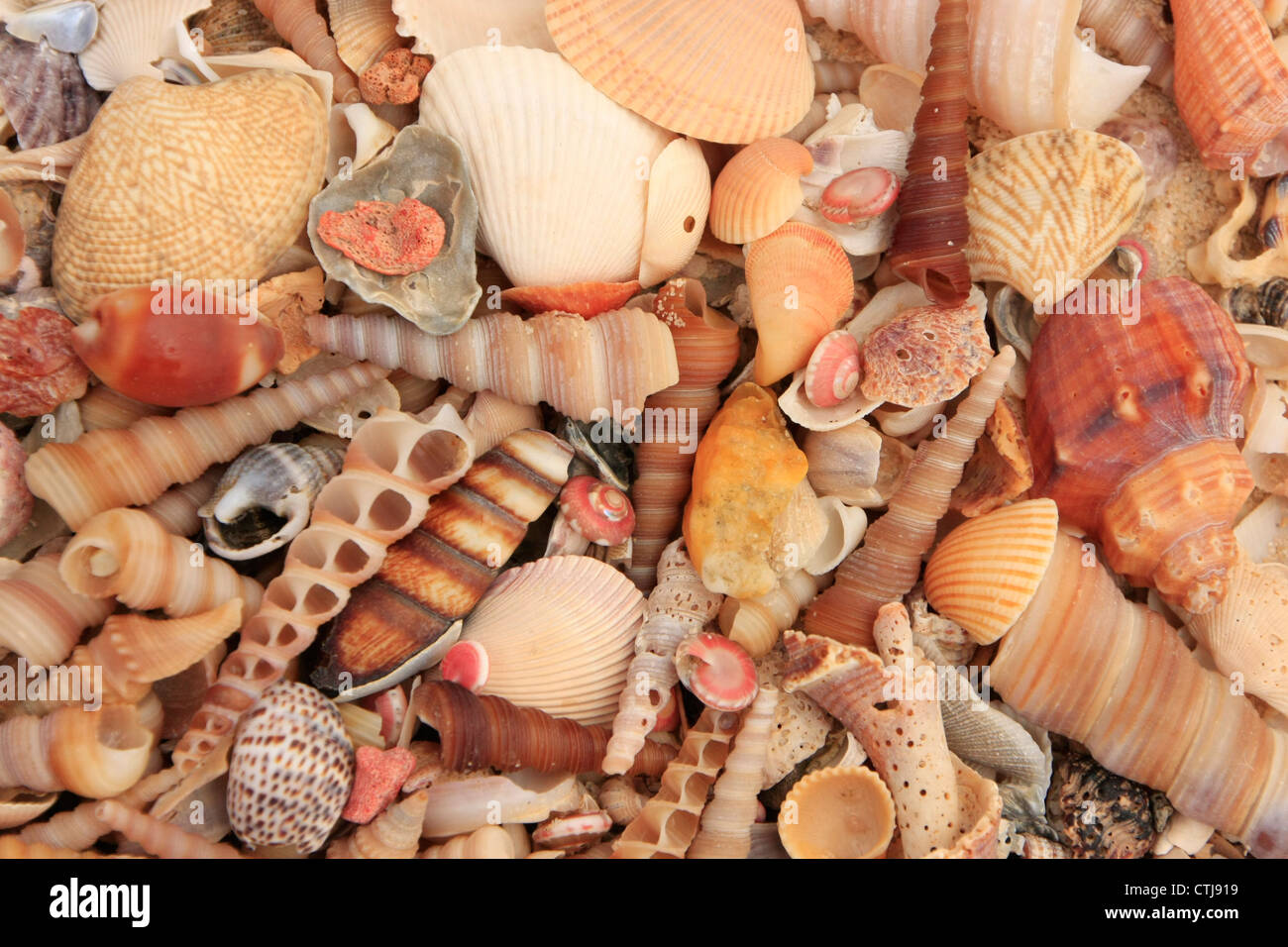 Sea shells background Stock Photo - Alamy