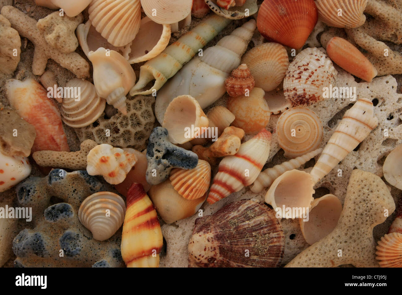 Sea shells background Stock Photo - Alamy