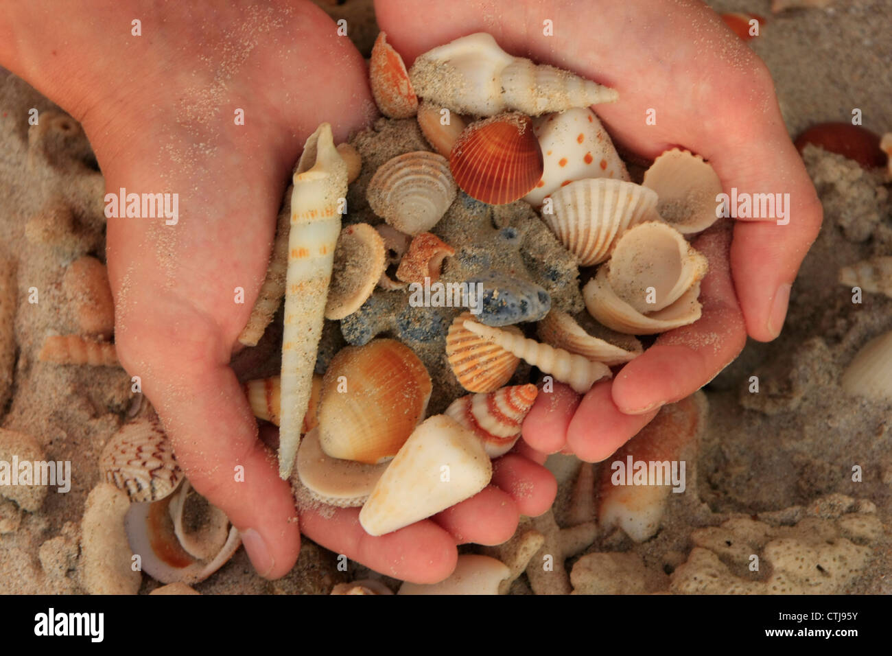 Hands holding sea shells Stock Photo - Alamy