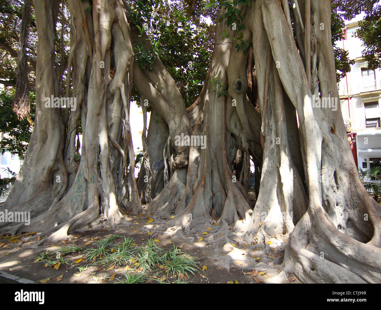 Ficus tree trunk hi-res stock photography and images - Alamy