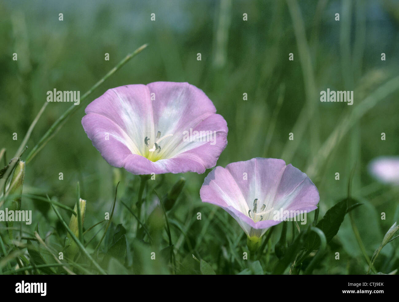FIELD BINDWEED Convolvulus arvensis (Convolvulaceae Stock Photo - Alamy FIELD BINDWEED Convolvulus arvensis (Convolvulaceae Stock Photo - Alamy