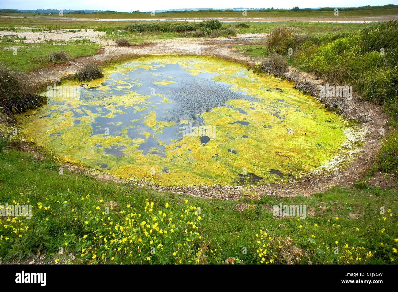 Stagnant pond Stock Photo - Alamy Stagnant pond Stock Photo - Alamy