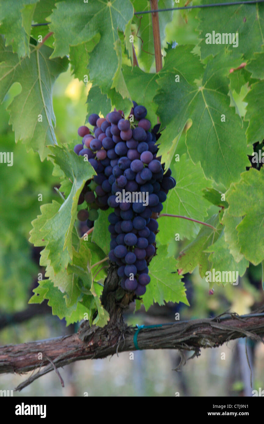 Grape bunch on a vine Stock Photo - Alamy