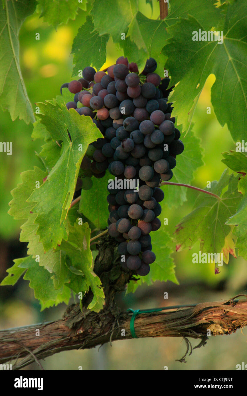 Grape bunch on a vine Stock Photo - Alamy