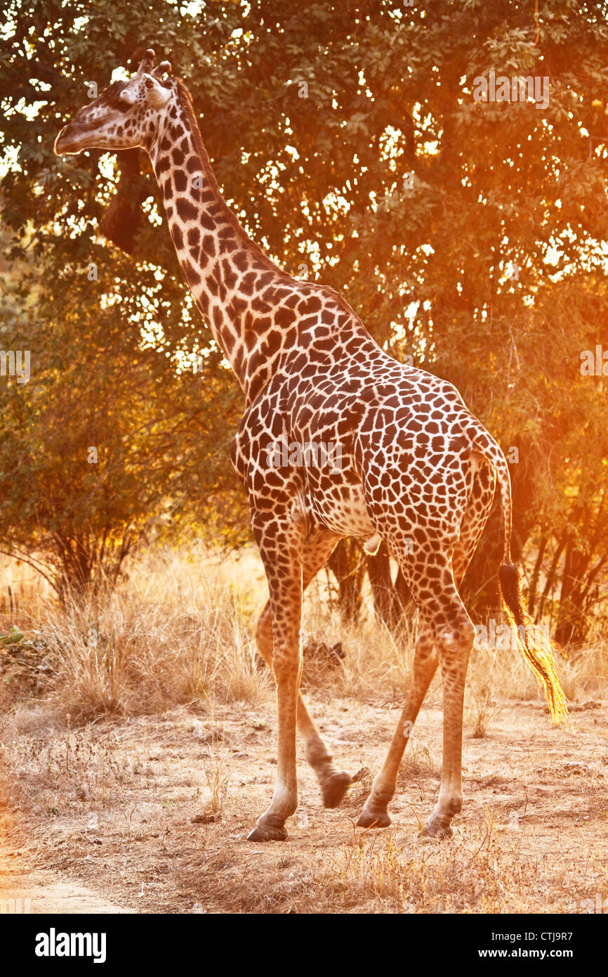 giraffe at sunset in luangwa national park zambia Stock Photo - Alamy
