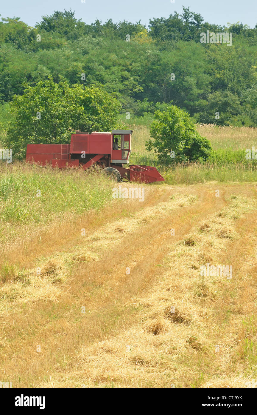 Red combine harvesting in the field of wheat Stock Photo - Alamy