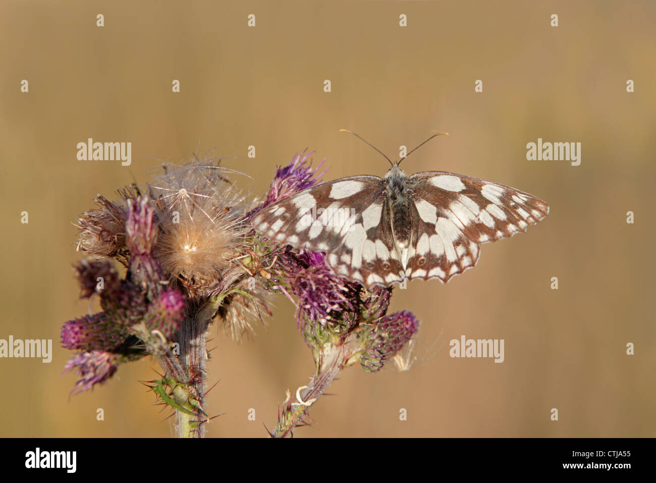 Marble White Butterfly resting on thistle Stock Photo - Alamy