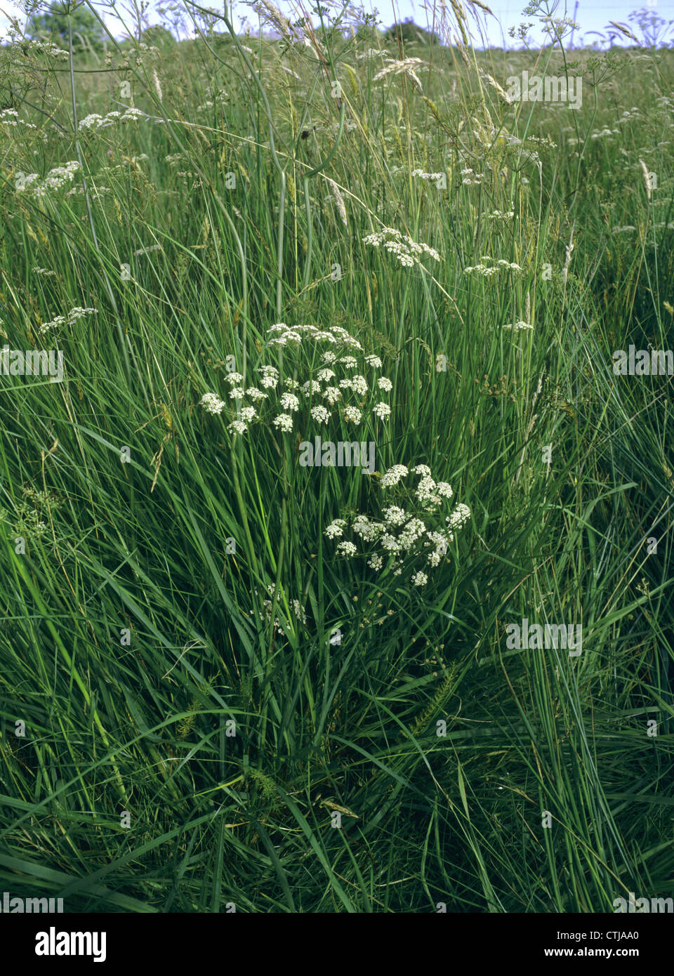 Whorled leaves hi-res stock photography and images - Alamy