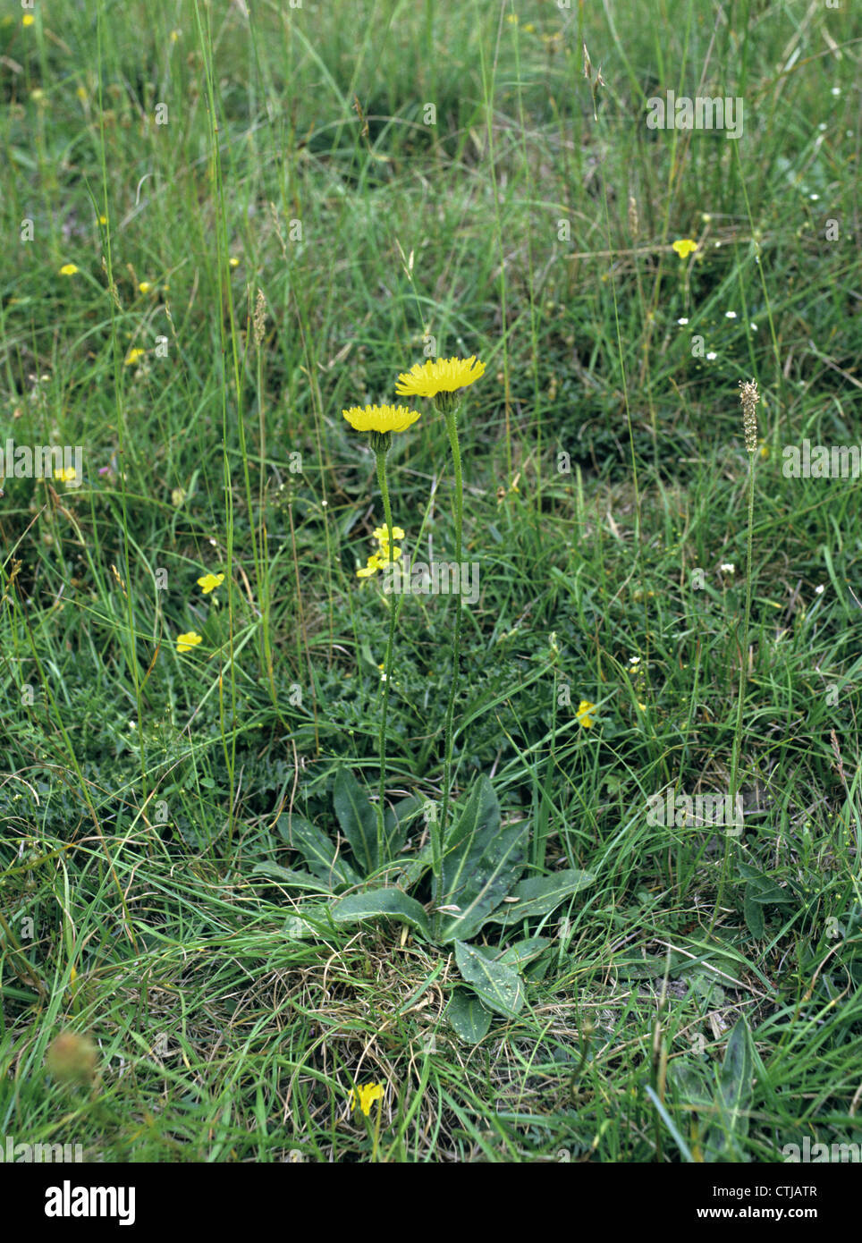 Spotted cats ear hi-res stock photography and images - Alamy