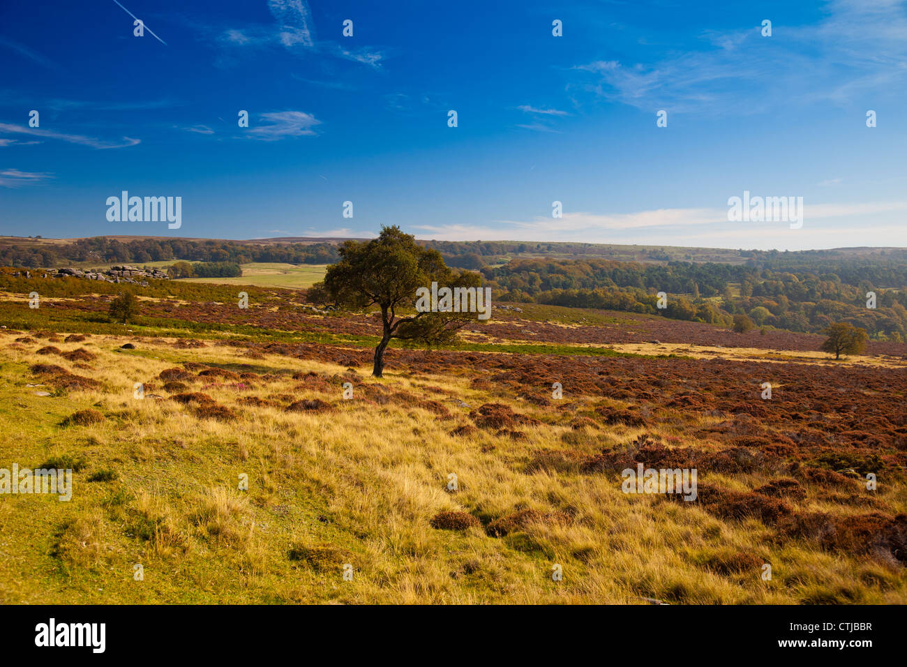 Solitary tree in lawrence field hi-res stock photography and images - Alamy