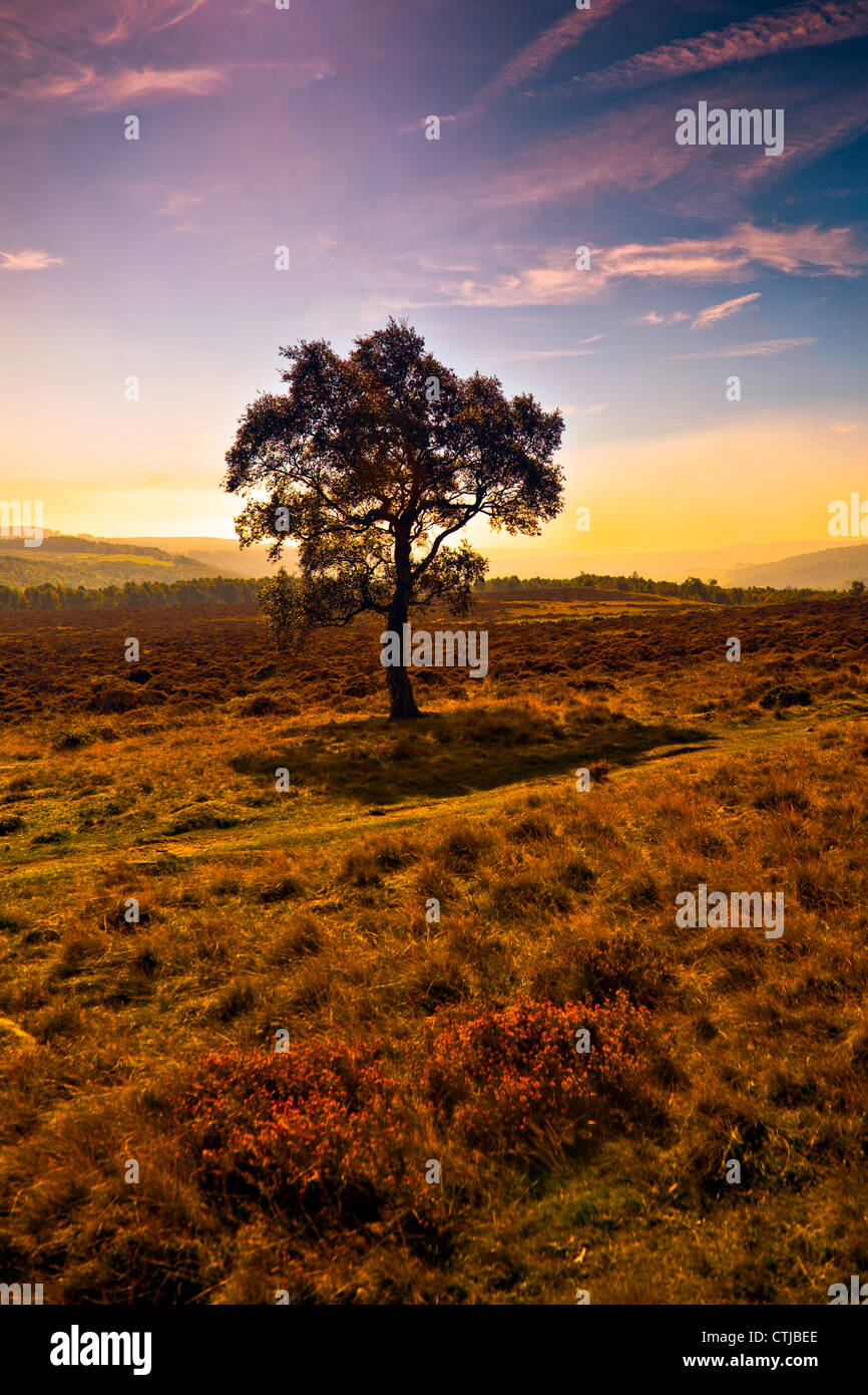 A solitary tree in Lawrence Field - part of the National Trust's ...