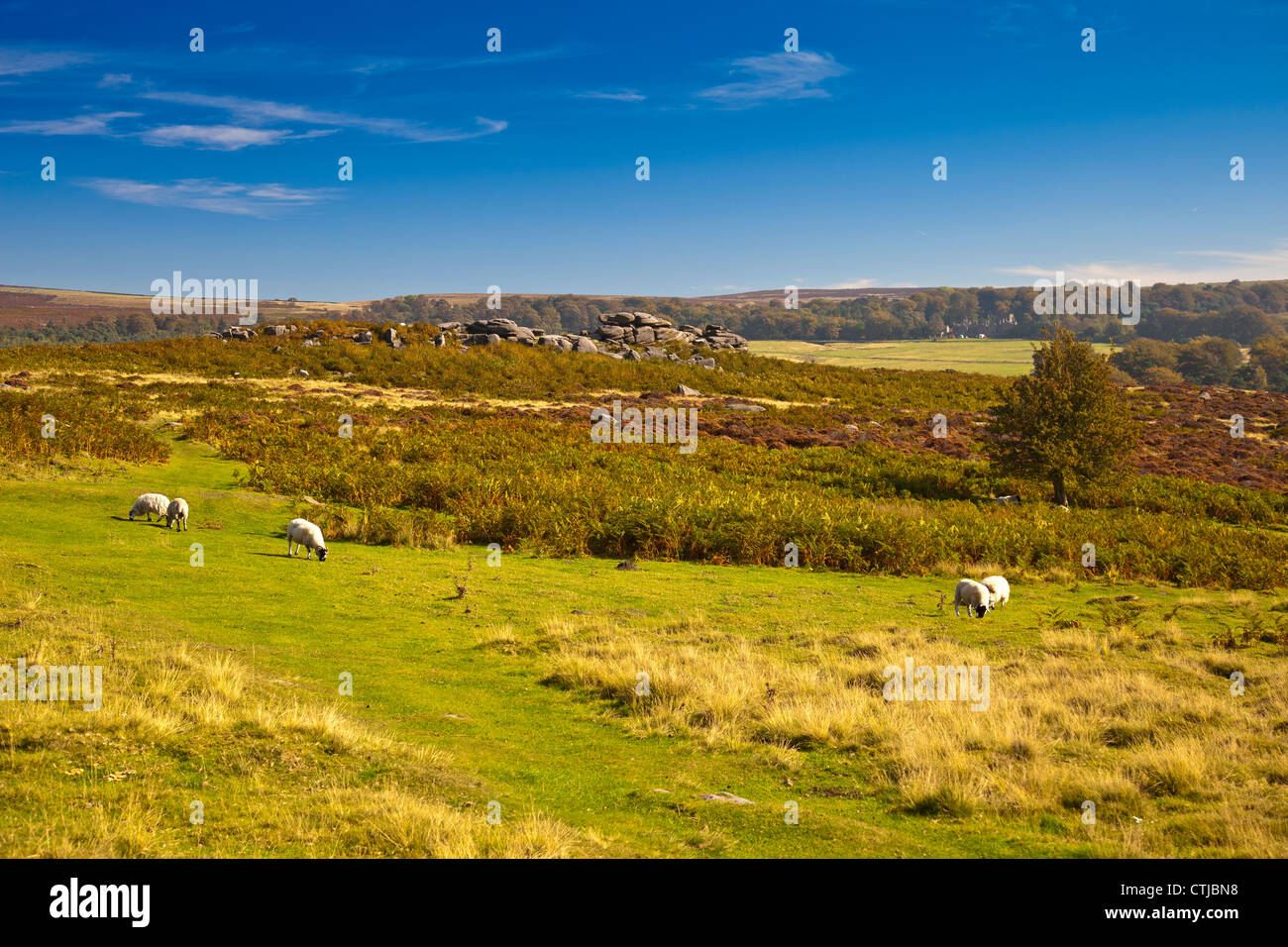 Grazing sheep in Lawrence Field - part of the National Trust's Longshaw ...