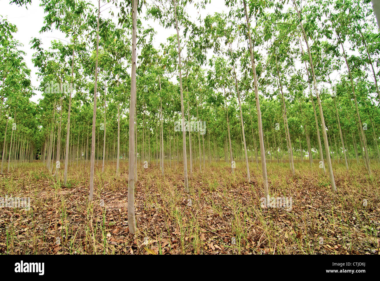Green yelow hi-res stock photography and images - Alamy