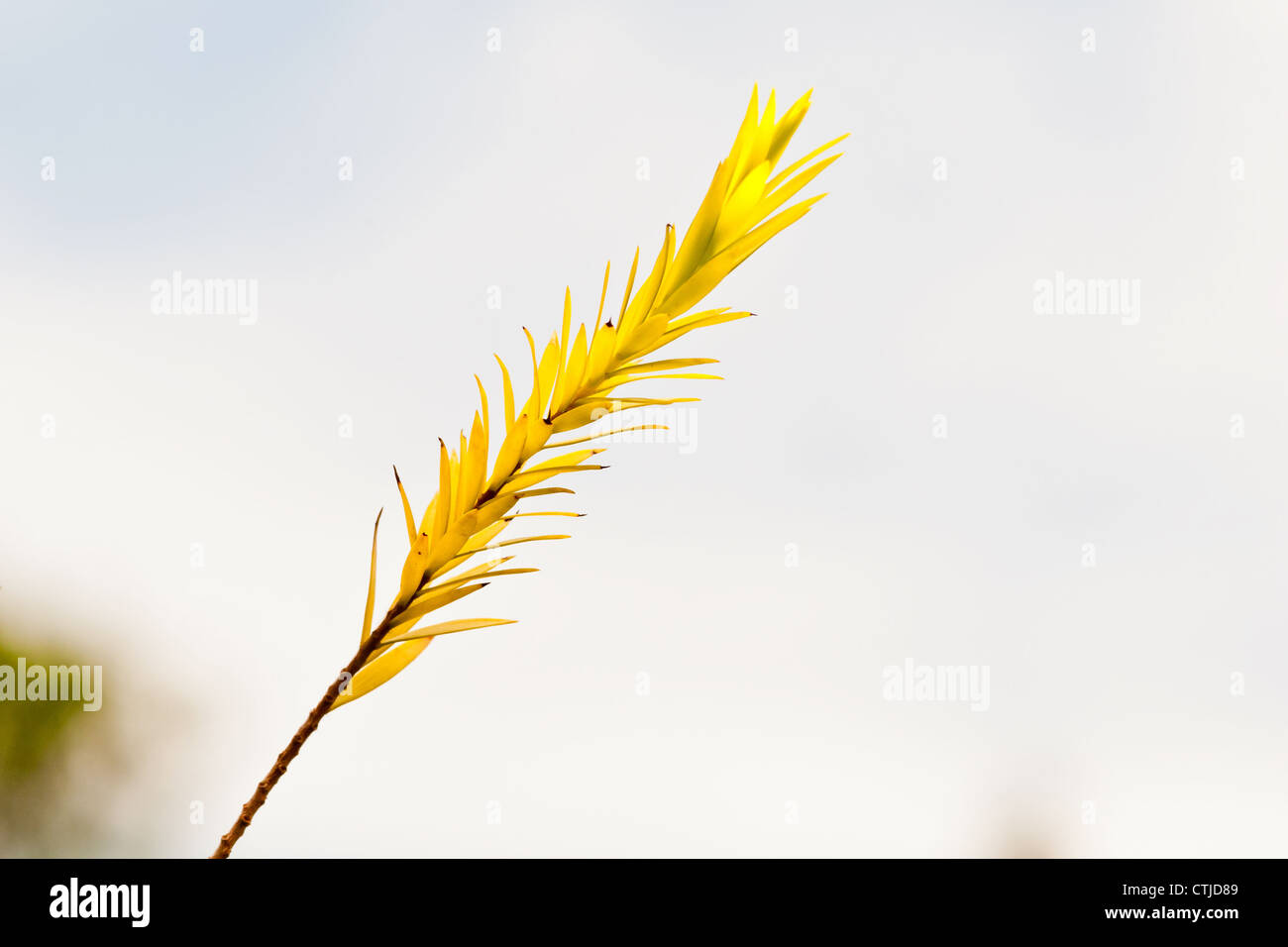 Yelow water hi-res stock photography and images - Alamy