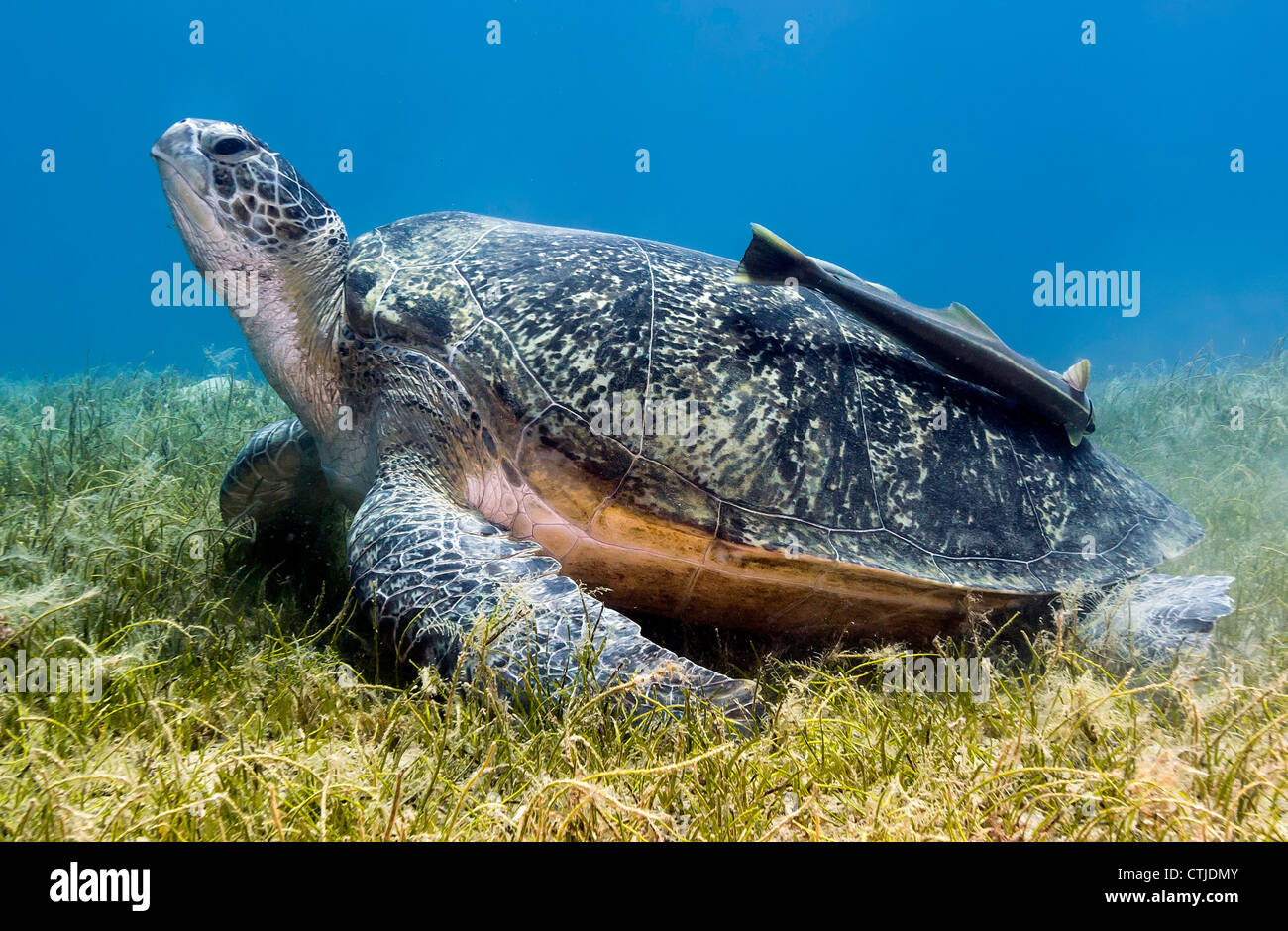 Green Turtle with a large Remora on it's shell rests on some shallow ...