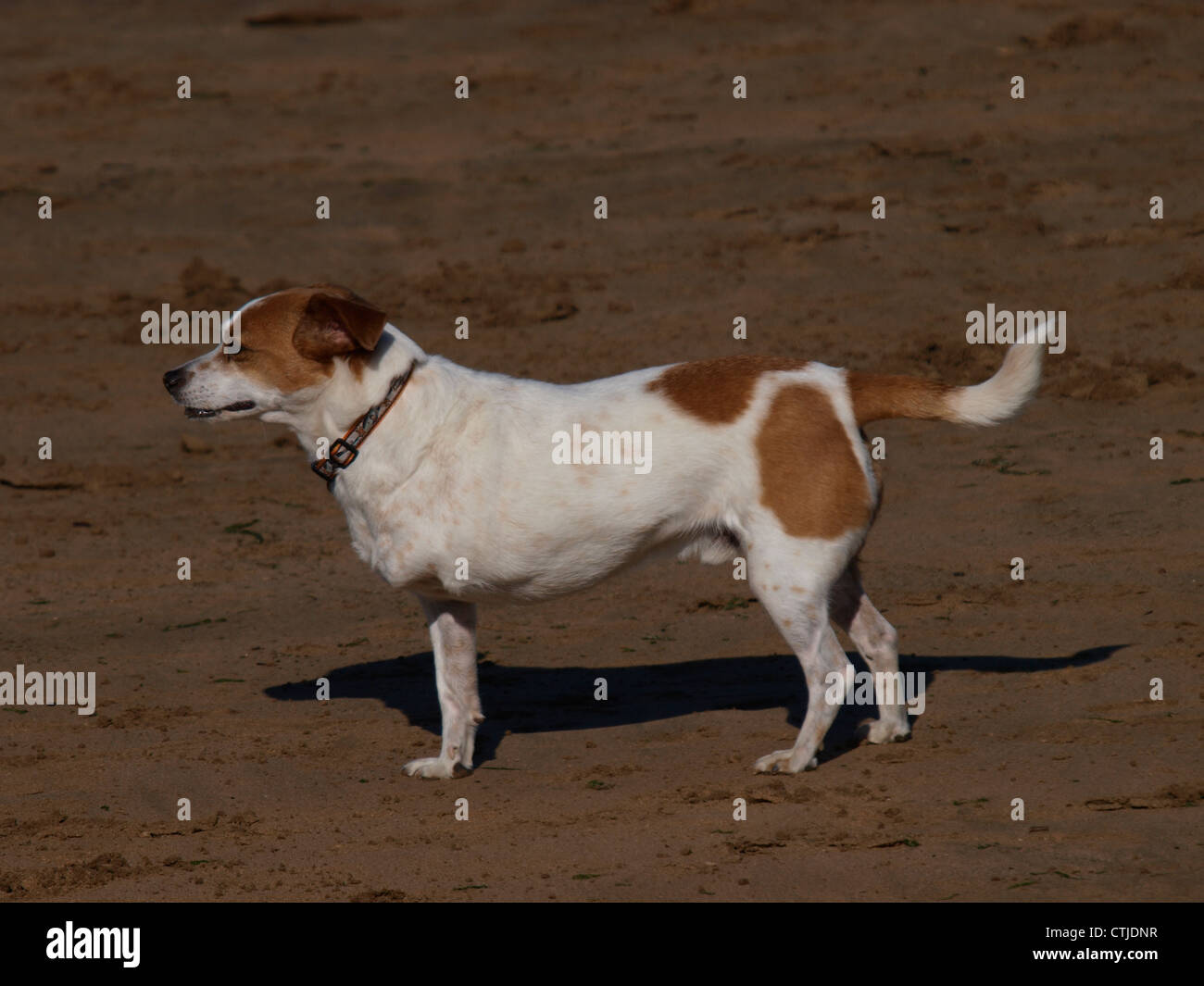 Three leg stand hi-res stock photography and images - Alamy